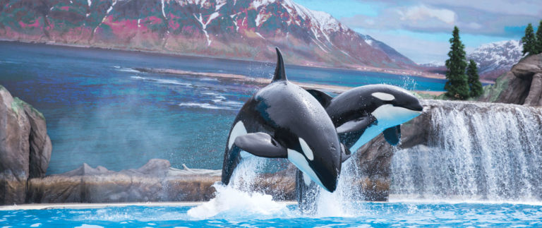 SeaWorld Guide to Attractions, Animal Encounters, and Activities
