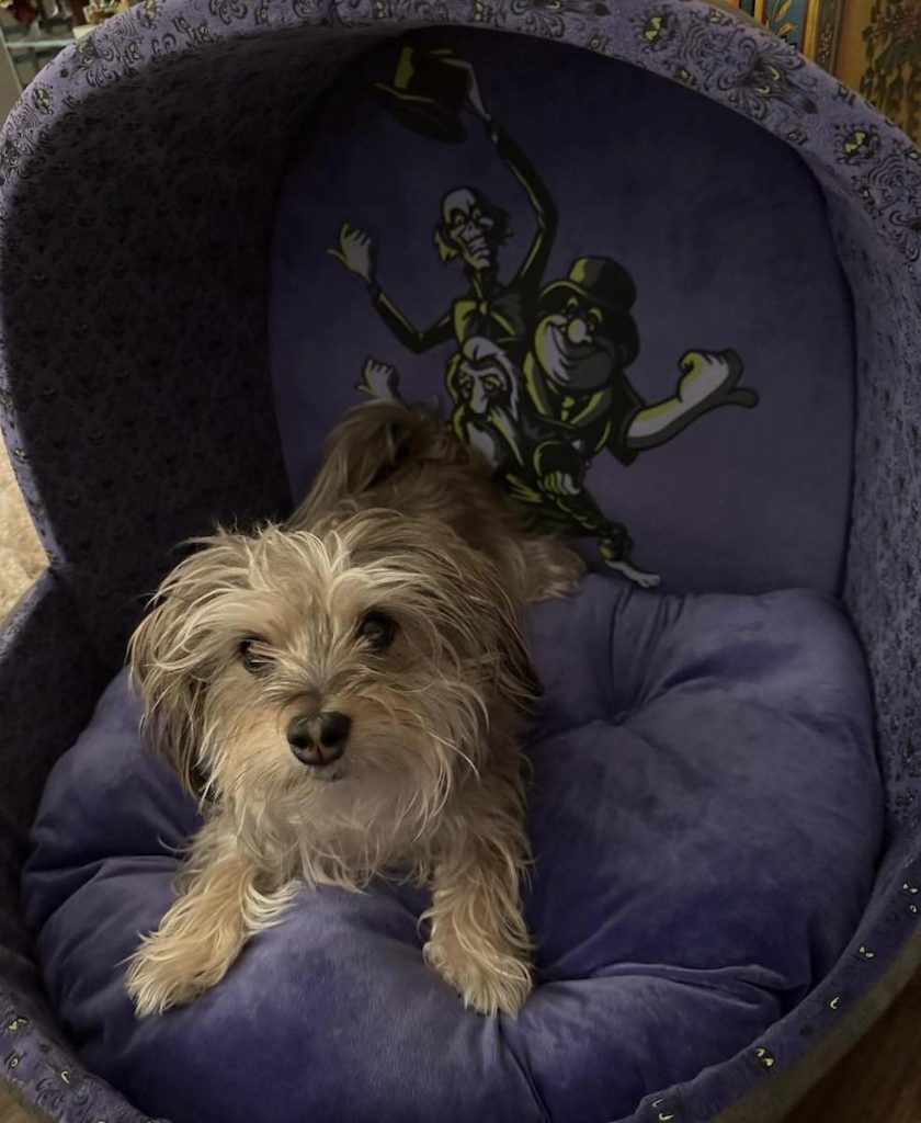 Can I Bring My Dog to Walt Disney World? Pet Friendly Hotels, Dogs at ...