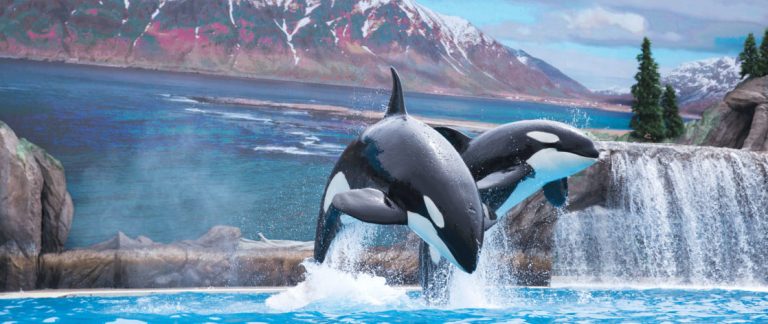 SeaWorld Orlando Discount Tickets- How to Find Cheap SeaWorld Tickets
