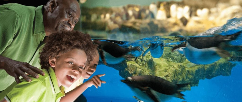 SeaWorld Orlando Discount Tickets- How to Find Cheap SeaWorld Tickets