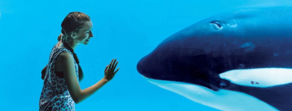 SeaWorld Orlando Discount Tickets- How to Find Cheap SeaWorld Tickets