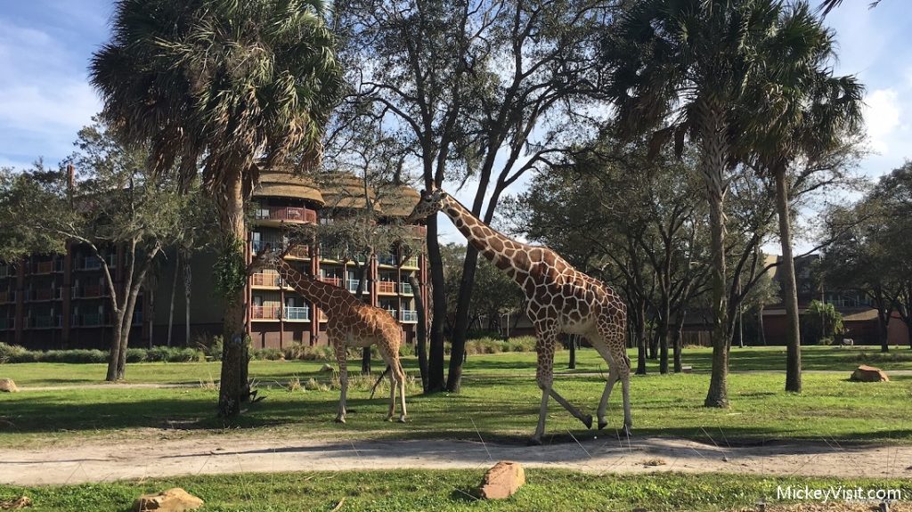Best Disney World Resorts for Toddlers and Babies