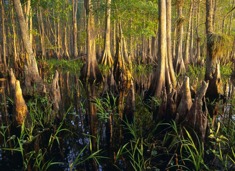 10 Ways That Walt Disney World Strives to Be Eco-Friendly - Mickey ...