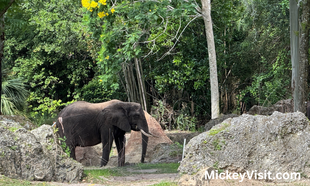 Caring for Giants Elephant Tour Review at Disney World