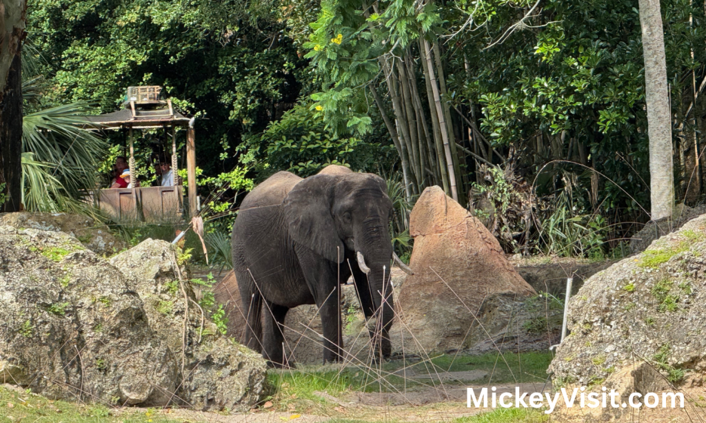 Caring for Giants Elephant Tour Review at Disney World