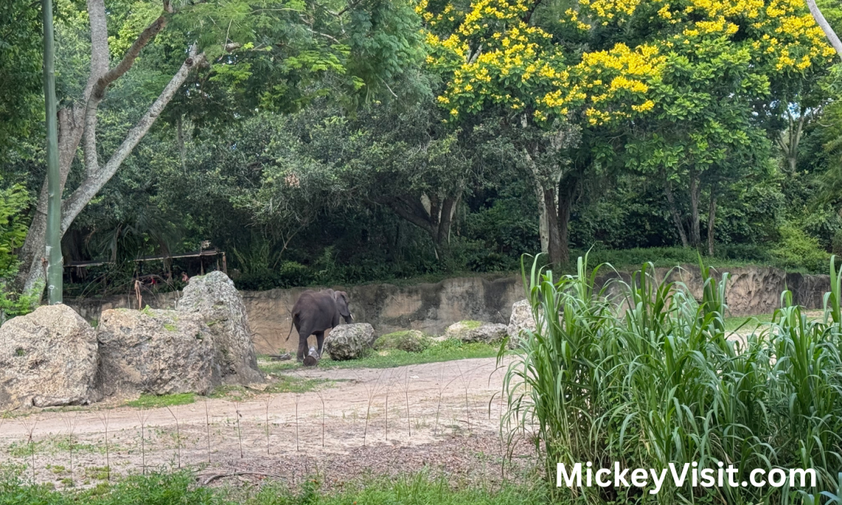 Caring for Giants Elephant Tour Review at Disney World